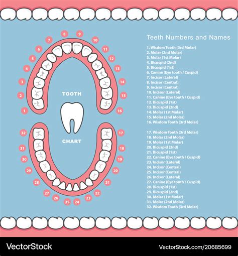 Free Dental Tooth Chart Printable Track Your Teeth Printables For