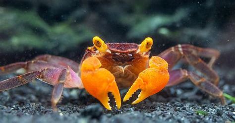 Crabs Are Just Underwater Spiders Album On Imgur