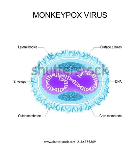 Vektor Stok Monkeypox Virus Anatomy Orthopoxvirus Virus Structure