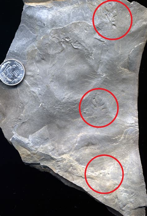 More Resting Traces And Tracks Fossil Hunting Trips The Fossil Forum More Resting Traces And Tracks Fossil Hunting Trips The Fossil Forum