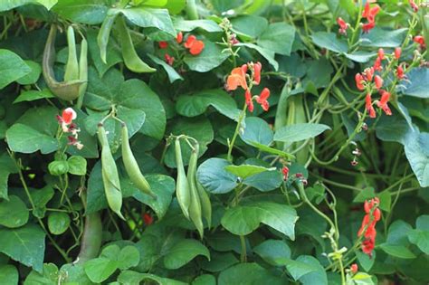 Runner Beans Varieties Growing Guide Problems And Harvesting