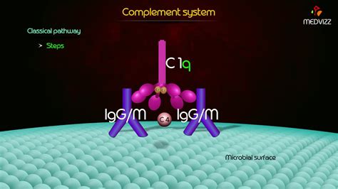 Complement Pathway Animation Classial Pathway Alternative Pathway Lectin Pathway Youtube