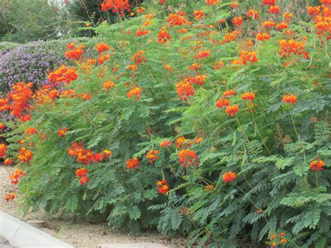 Shrubs In Desert At Elvis Nusbaum Blog