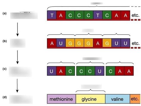 Bio 105 Final Chapter 10and11 Diagram Quizlet