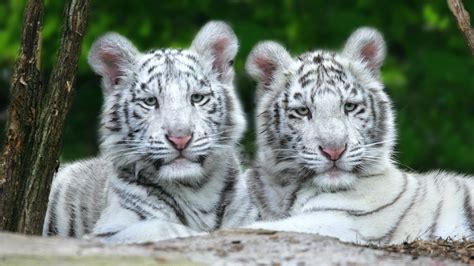 «tigers Hd Wallpapers