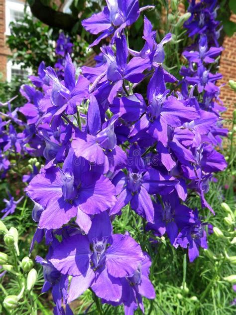 Pretty Purple Flowers In The Garden Stock Image Image Of Pretty