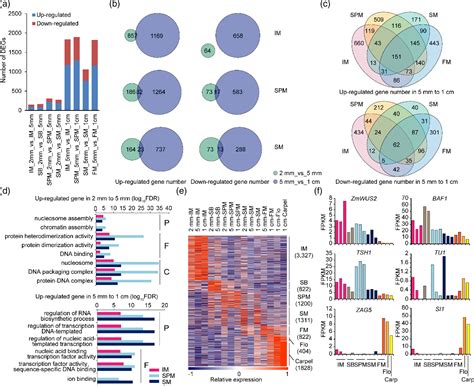 Dynamic Transcriptome Landscape Of Developing Maize Ear Shen 2023