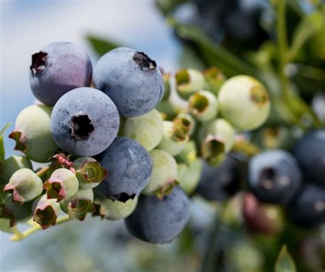 Cornelia Connie Bradt Posted On Linkedin