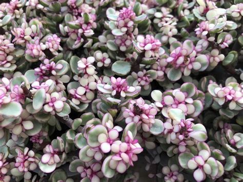 Super Sale Variegated Pink Elephant Bush Portulacaria Afra Variegata