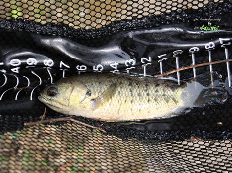 Badis Ruber And Its Biotope