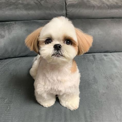 Teacup Shih Tzus For Sale Teacup Shih Tzu Puppies For Sale Near Me