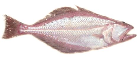Arrowtooth Flounder Alchetron The Free Social Encyclopedia