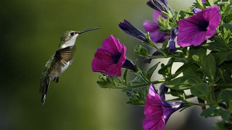 🔥 90 Free Bird And Flower Wallpapers Wallpapersafari