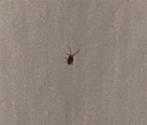 What Is This Tiny Bug Ive Been Finding All Over Rwhatsthisbug