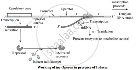 Give Diagrammatic Representation Of Lac Operon In The Presence Of