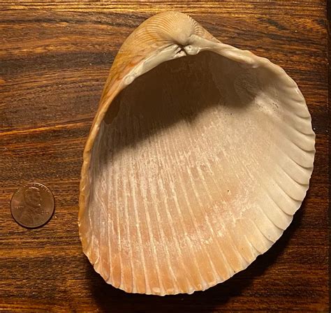 A Giant Cockle Shell Etsy