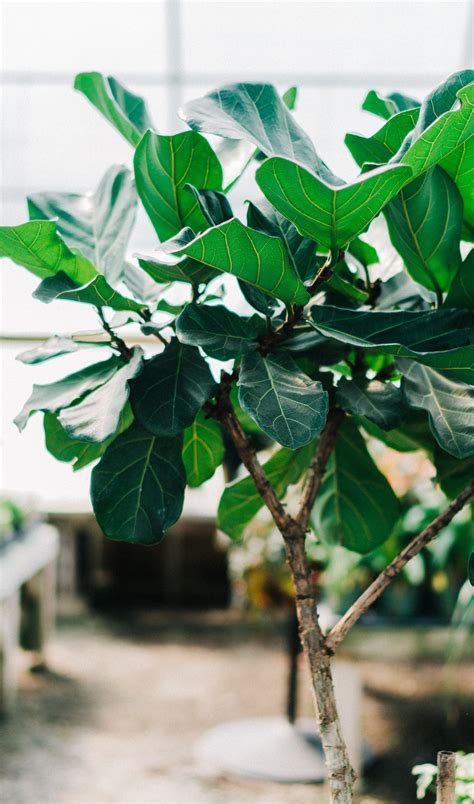 How To Treat Fiddle Leaf Fig Pests And Diseases Indoor Plant Care