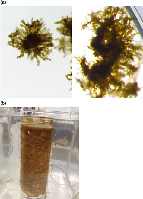 Laminaria Farlowii Gametophyte A Females Left At ×100 And Males