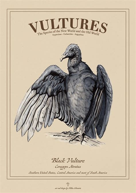 Old Vulture New World Vultures And Condors