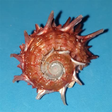 Lovely Angaria Poppei 2 Shopee Malaysia