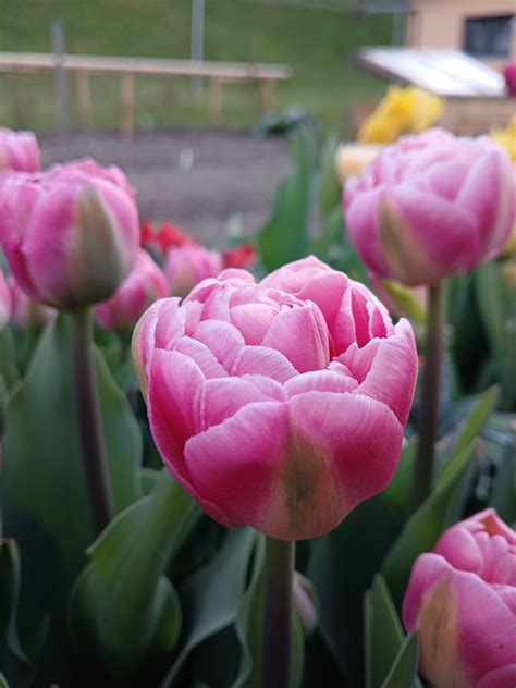 Flora Jedlová Jedlová