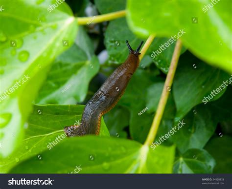 Naked Snail Stock Photo Shutterstock