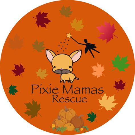 Pixie Mamas Rescue Judy Is Available For Adoption Judy Is Playful