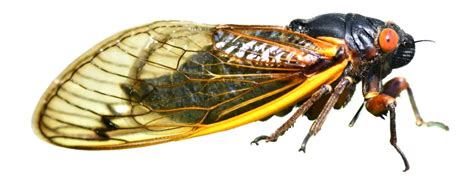 The Cicada Emergence Is Over Now What Cicada Mania