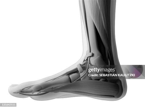 Cartilage Foots Photos And Premium High Res Pictures Getty Images