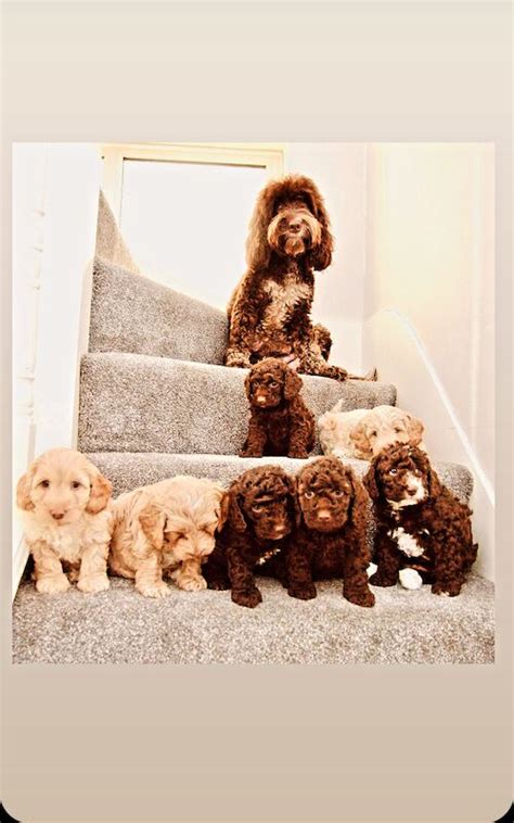 Cockapoo Dogs And Puppies For Sale Under £500 Cockapoo Uk