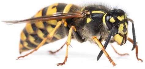 Yellowjacket Identification Facts And Control Measures Gardeners Path