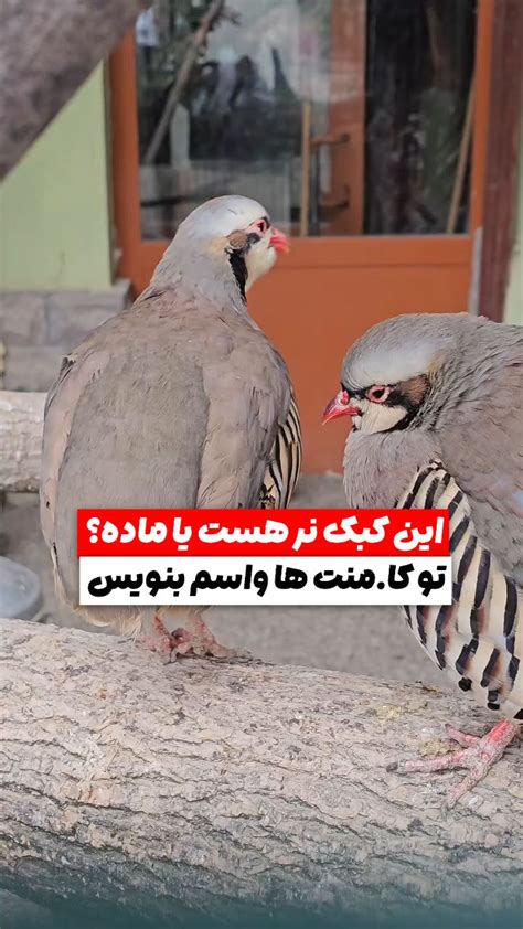 ‎پادشاه کبک ایران‎ ‎فروشی👇👇👇 کبکسفیدآلبینو مولد تخم و جوجه موجود لطفا تماس بگیرید حسینی