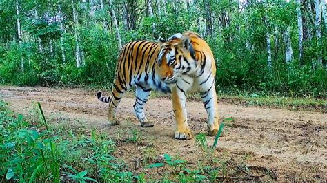 Siberian Tiger