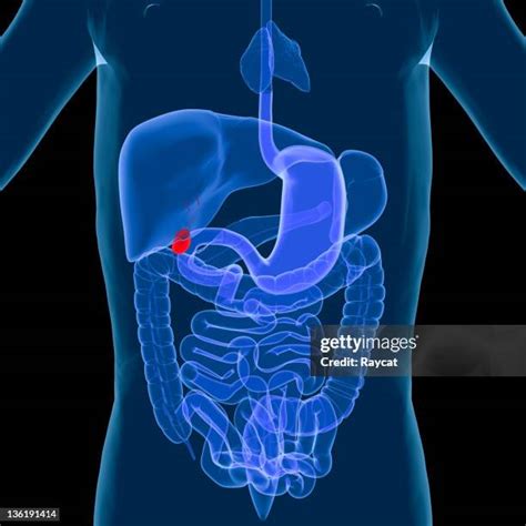 Digestive System Gallbladder