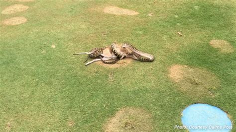 Python Eats Wallaby On Cairns Golf Course Australian Golf Digest