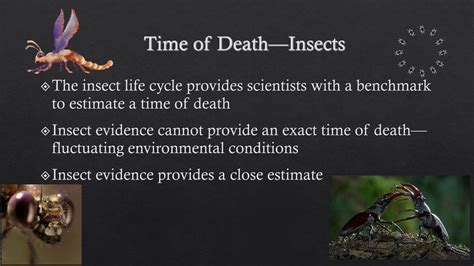 How Can Houseflies Determine Time Of Death