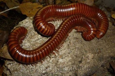 Trigoniulus Corallinus The Spider Shop