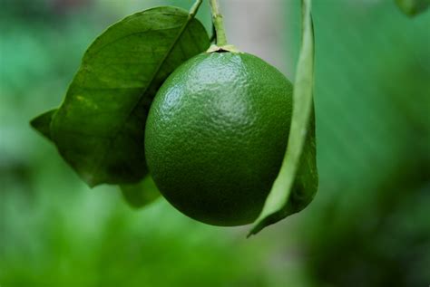 Green Round Fruit In Close Up Photography Photo Free Greenorange