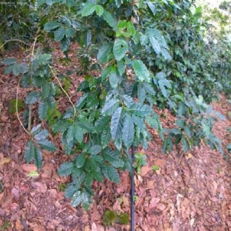 Prueba Mil Object Detection Model By Cafe Prueba