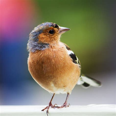 Glove Global Vectors For Word Representation Kaggle