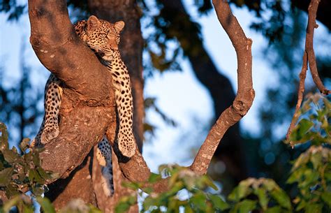 Moremi Game Reserve Travel Guide Map And More