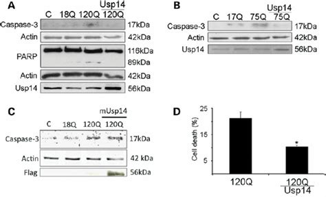 Usp14 Overexpression Counteracts Mutant Htt Induced Cell Toxicity Download Scientific Diagram