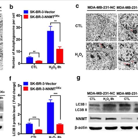 Nnmt Inhibited Autophagy In Breast Cancer Cell Lines A B The Nnmt Download Scientific Diagram