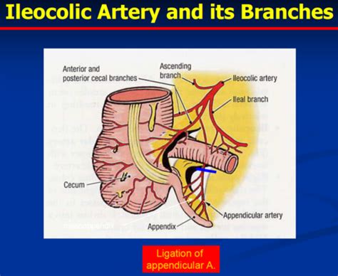 Appendicular Artery