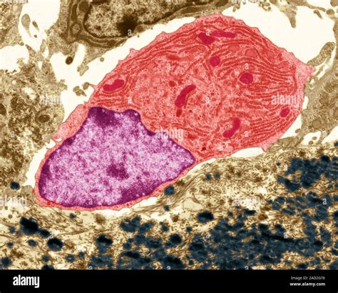 Osteoclast Coloured Transmission Electron Micrograph Tem Of An