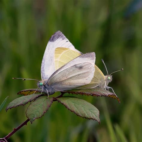 Premium Photo White Butterfly