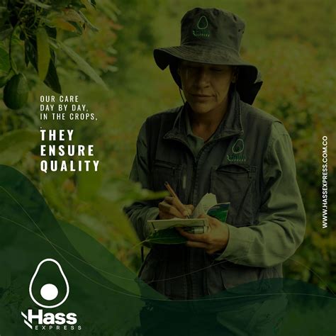 Hass Express On Linkedin Hassavocados Hasslover Aguacatehass