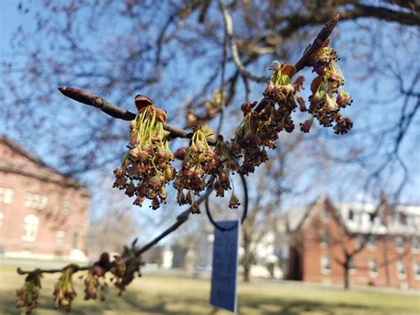 Arvore De Ulmus Americana
