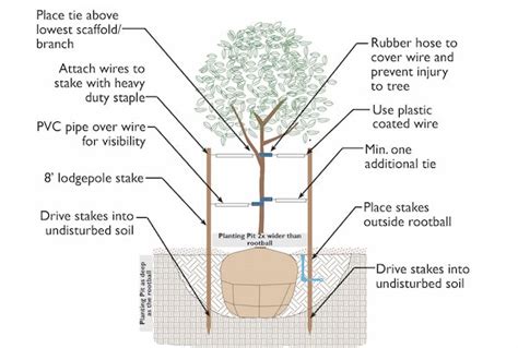 Staking Trees For Better Outcomes