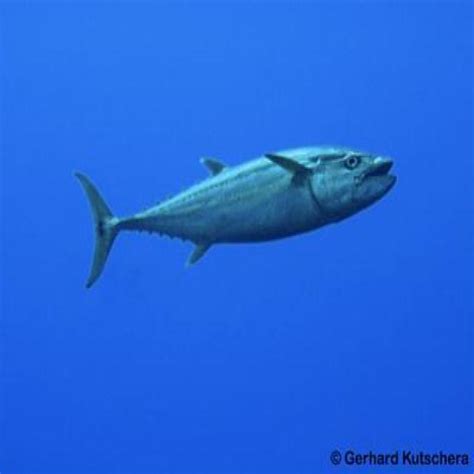 Predictive Data Analytics Roboflow Universe